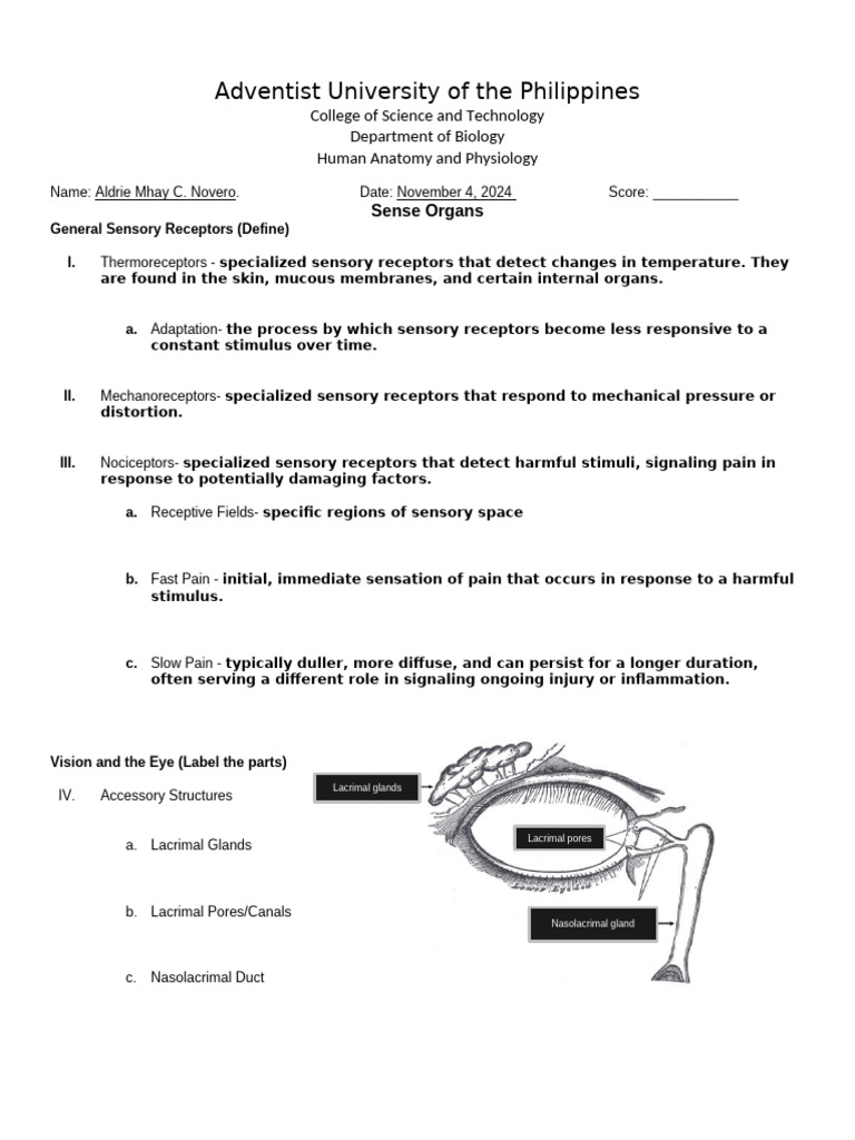Human Anatomy: Sense Organs Overview | PDF | Vestibular System | Senses