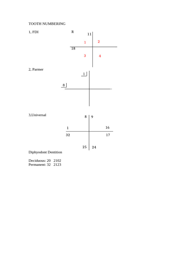 teeth morphology and numbering | PDF | Dental Anatomy | Dentistry