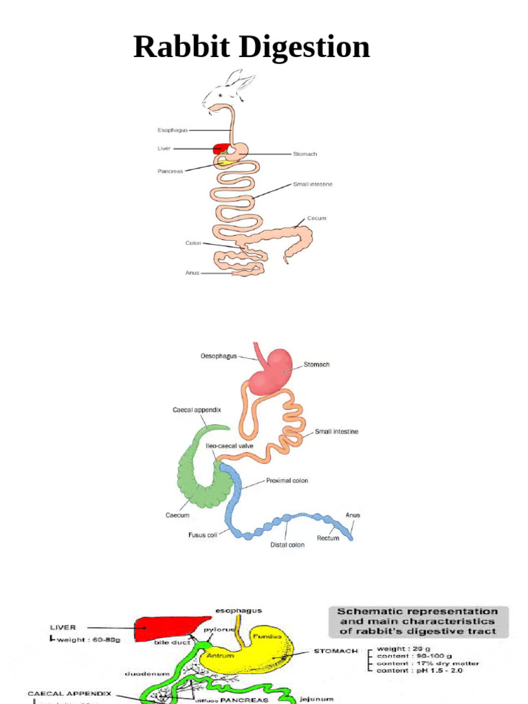Rabbit Digestion | PDF
