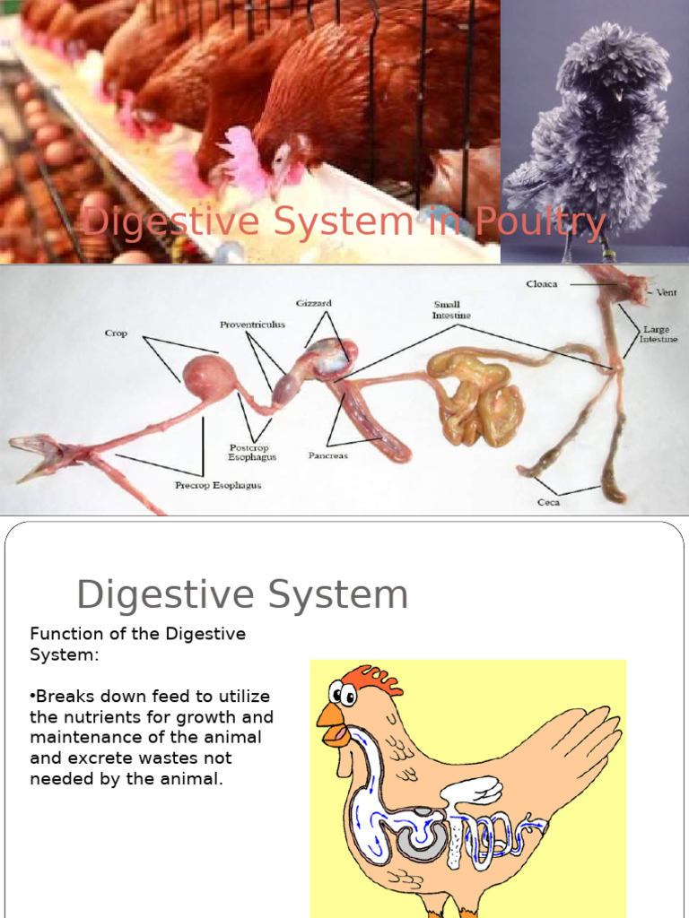 Digestive System in Poultry Edited (2) | PDF | Digestion | Human ...
