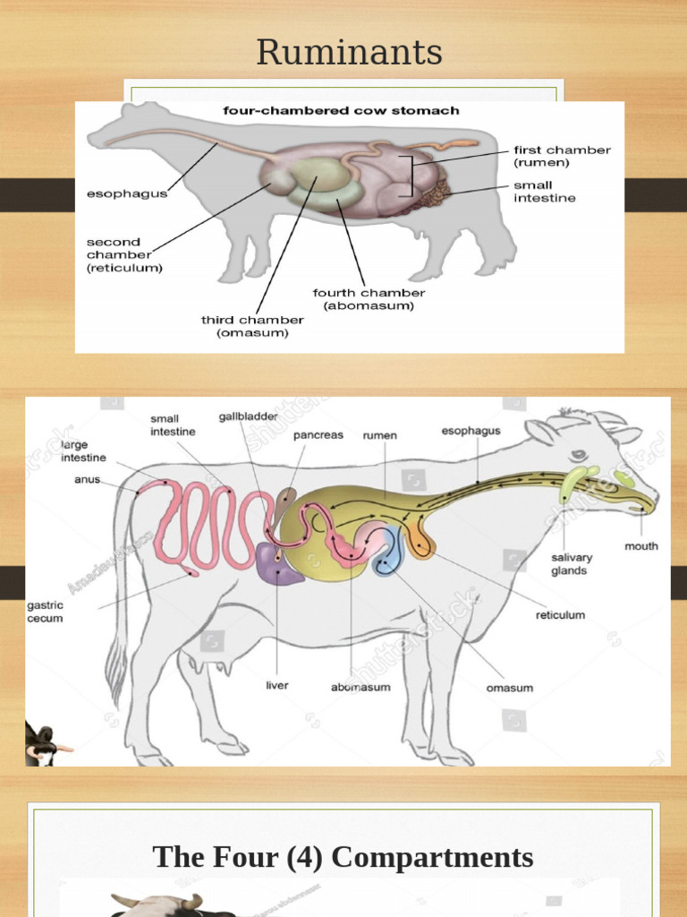 Ruminants and Non-Ruminants | PDF