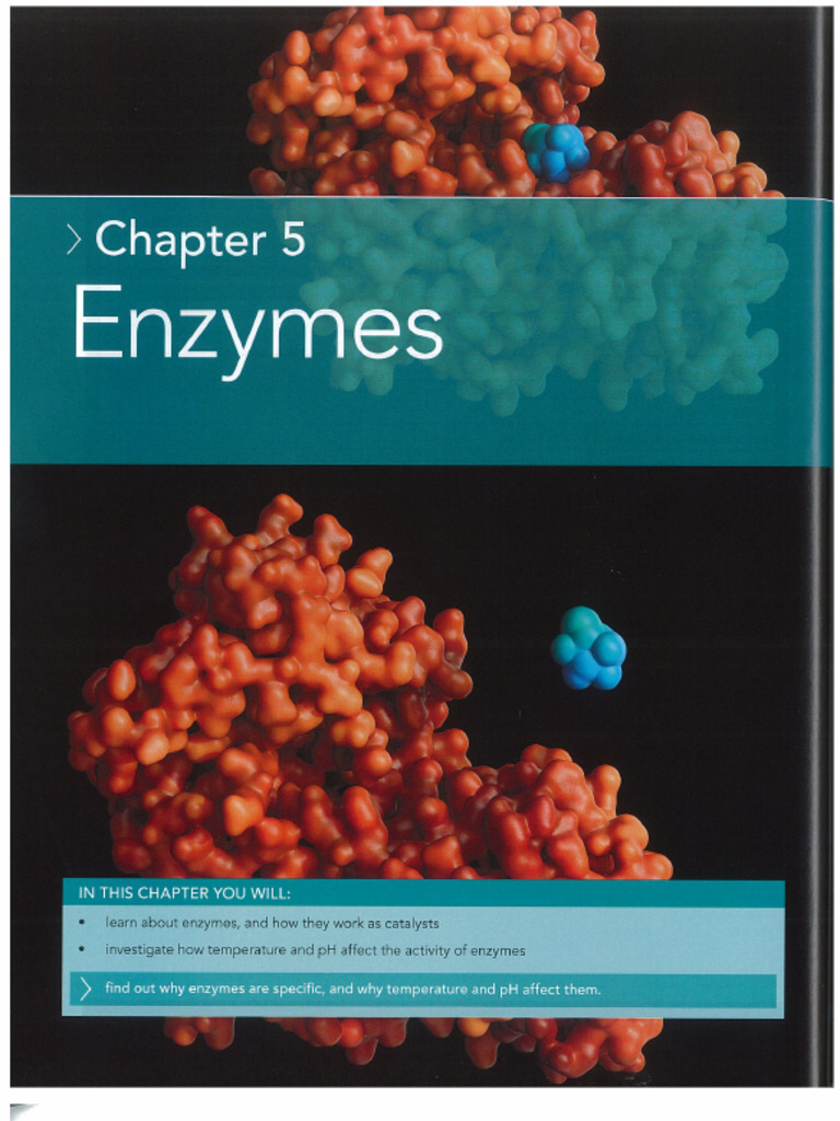 Cha 5 Enzymes | PDF