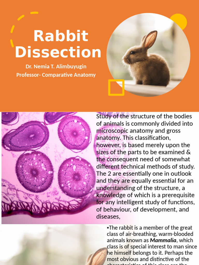 Rabbit Lec | PDF | Stomach | Small Intestine