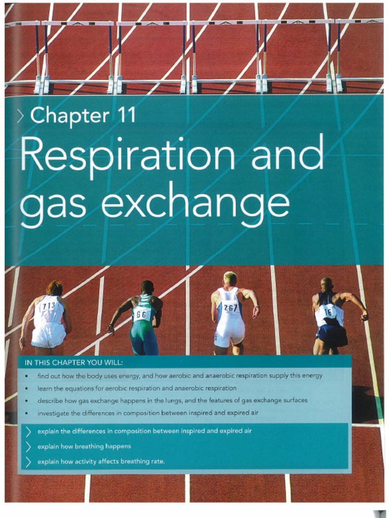 Cha 11 Respiration and Gas Exchange | PDF