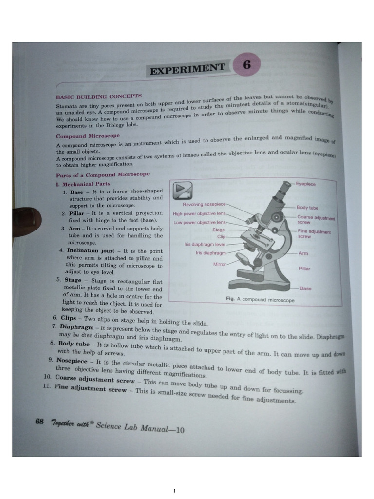 Practical 1 - Stomata (3) | PDF