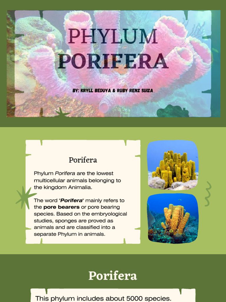 Overview of Phylum Porifera Species | PDF | Sponge | Biology