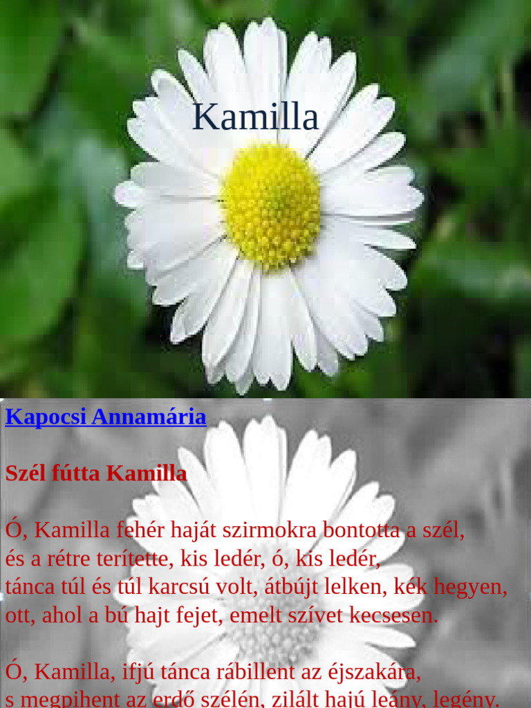 Kamilla Bemutató | PDF