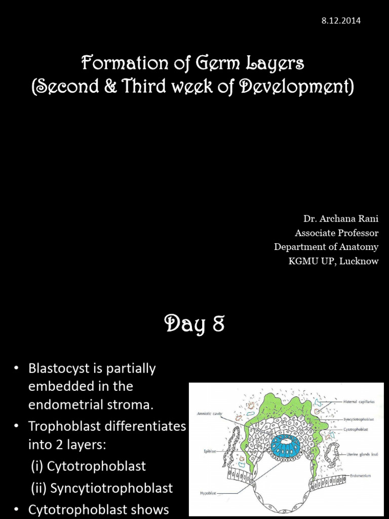 A Formation - of - Germ - Layers 16 12 14 | PDF | Nervous System | Anatomy