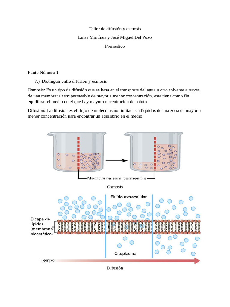 Taller de difusión y osmosis hecho | PDF | Membrana celular | Ósmosis