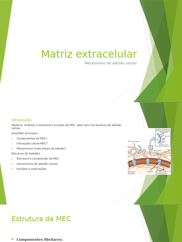Matriz Celular | PDF