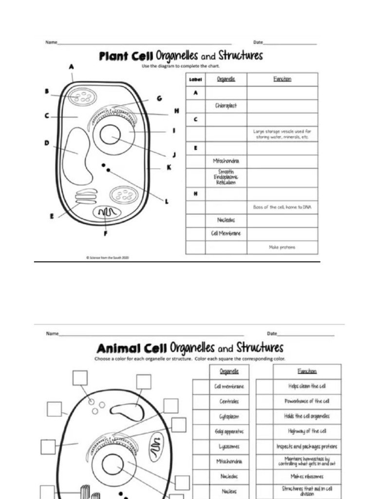 Cells | PDF