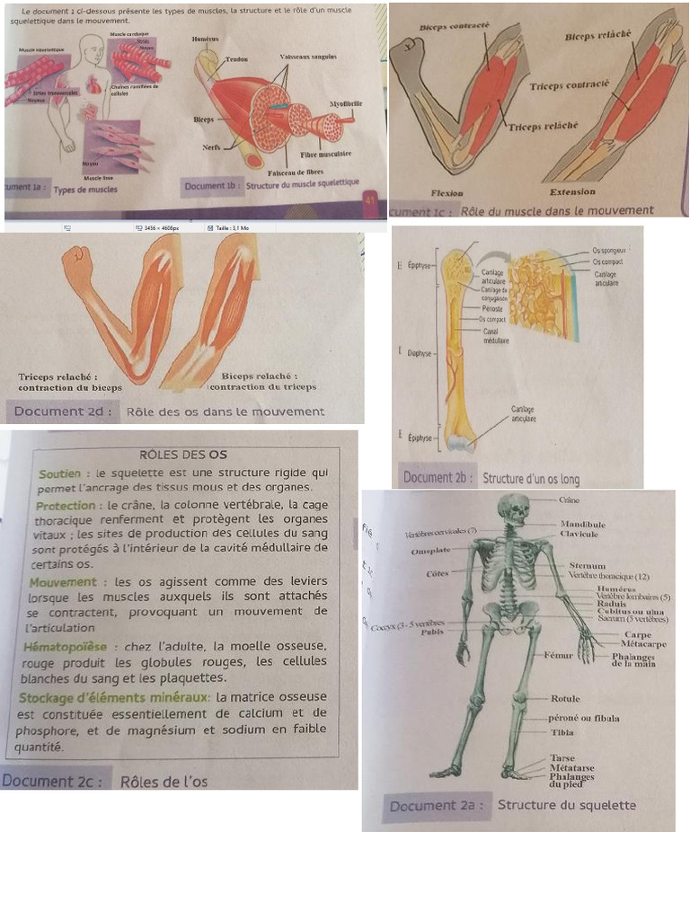 PLANCHE SVT 4EME | PDF