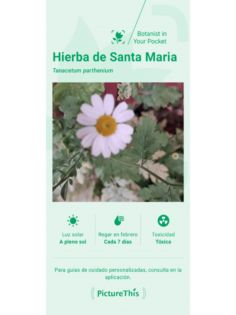 Planta de Santa María | PDF