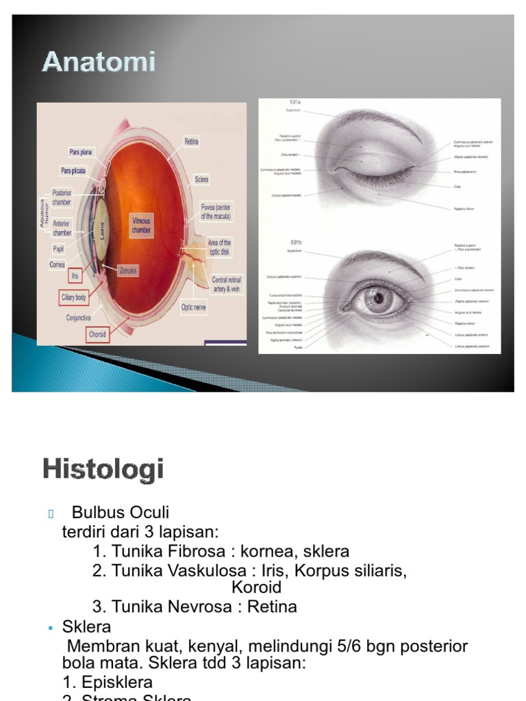 Mata Anatomi, Histo, Fisiologi | PDF