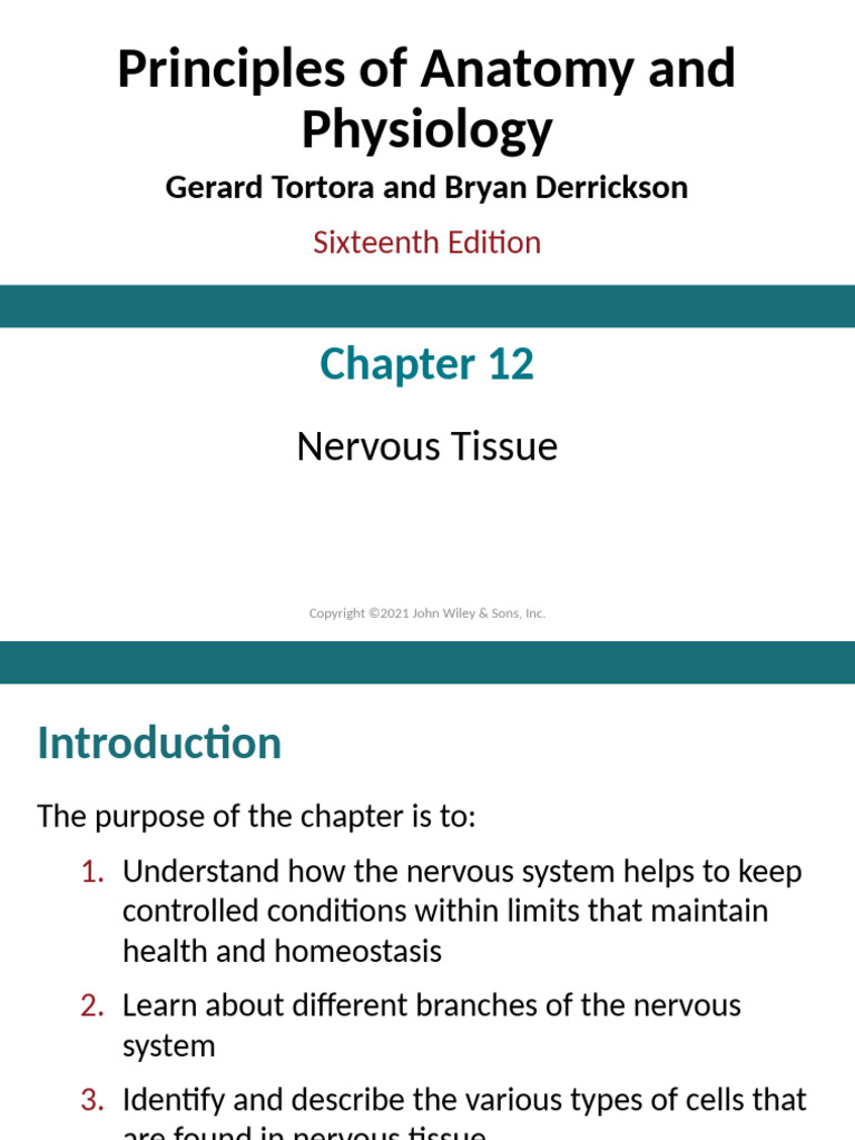 Pap16e c12 Lecture | PDF | Chemical Synapse | Synapse