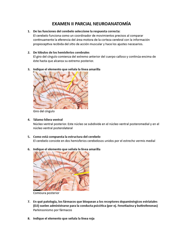 Pilar Anterior del Fornix en Neuroanatomía | PDF | Cerebelo | Cerebro