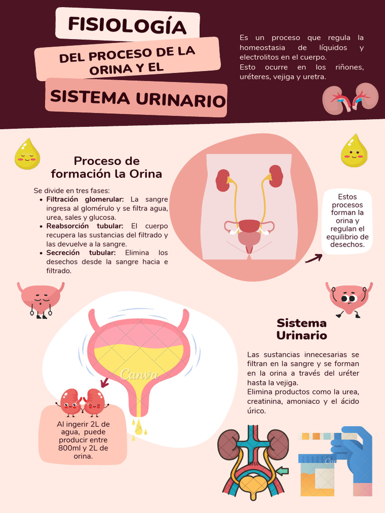 Fisiología del proceso de la orina y sistema urinario (2) | PDF