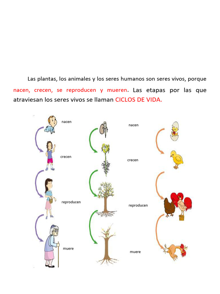 Ciclo de Vida de Seres Vivos | PDF