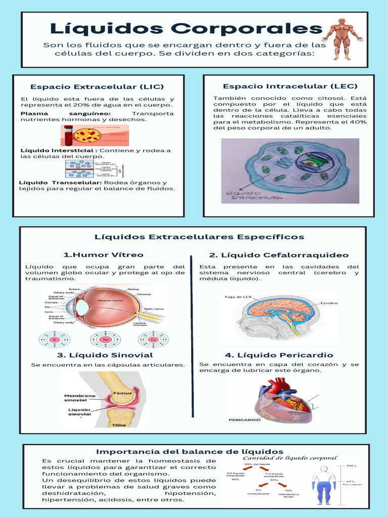 Infografía Líquidos Corporales | PDF