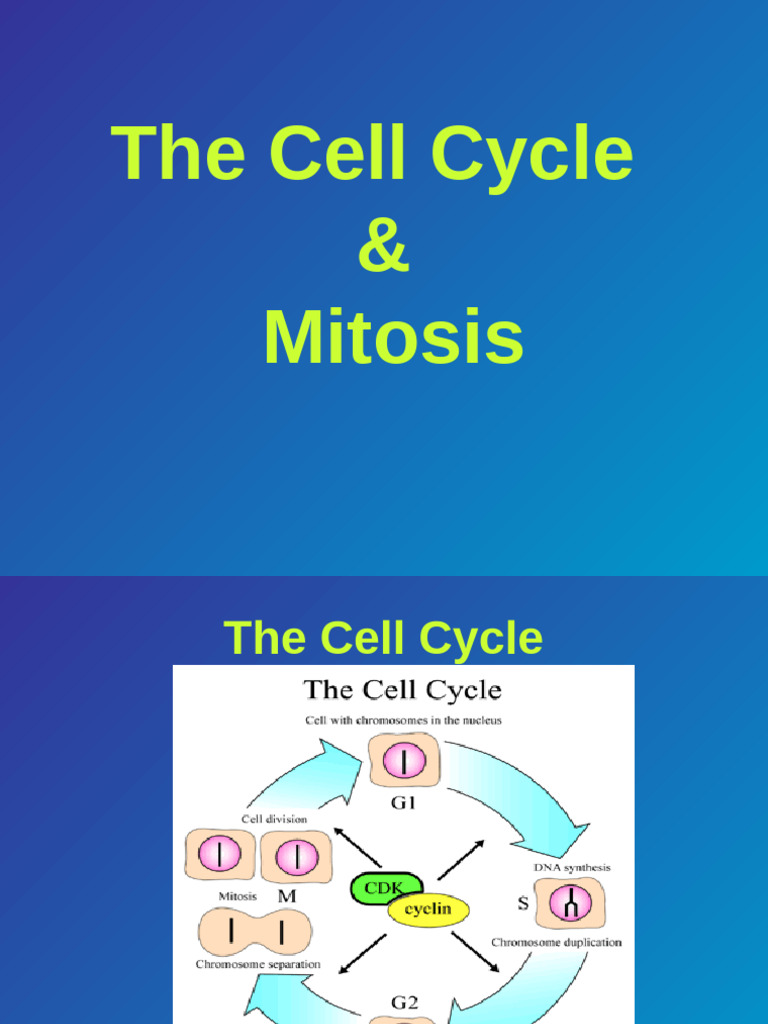 Understanding the Cell Cycle and Mitosis | PDF | Mitosis | Cell Cycle