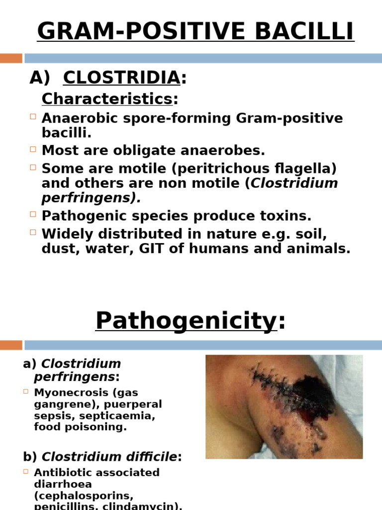 Overview of Gram-Positive Bacilli | PDF | Bacillus | Microbiology