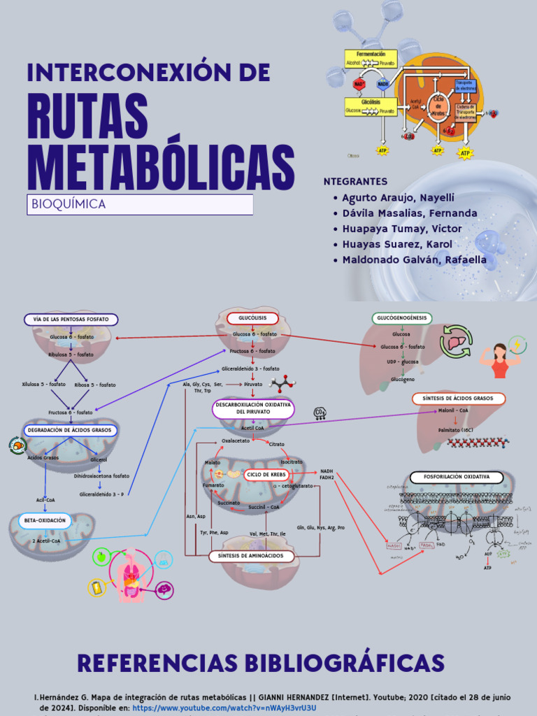 Infografía 3 Interconexión de Rutas Metabólicas | PDF | Dieta y nutrición | Química