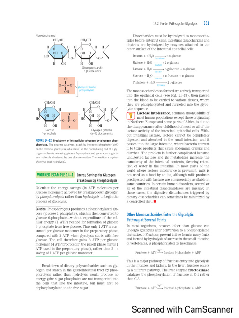 marked file | PDF | Diet & Nutrition | Chemistry