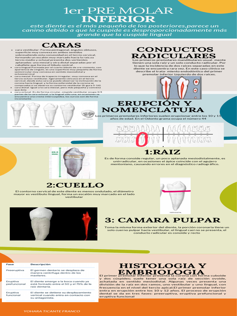Teoría de Diente 44 (Primer Premolar Inferior) | PDF | Boca | Diente