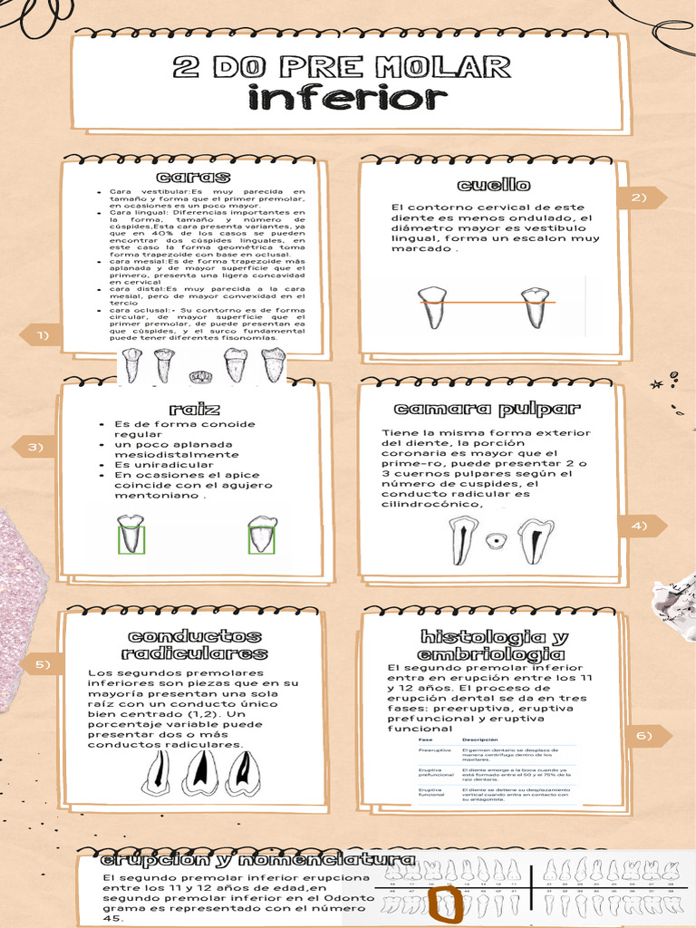 Teoría Del Diente 45 | PDF | Anatomia dental | Diente