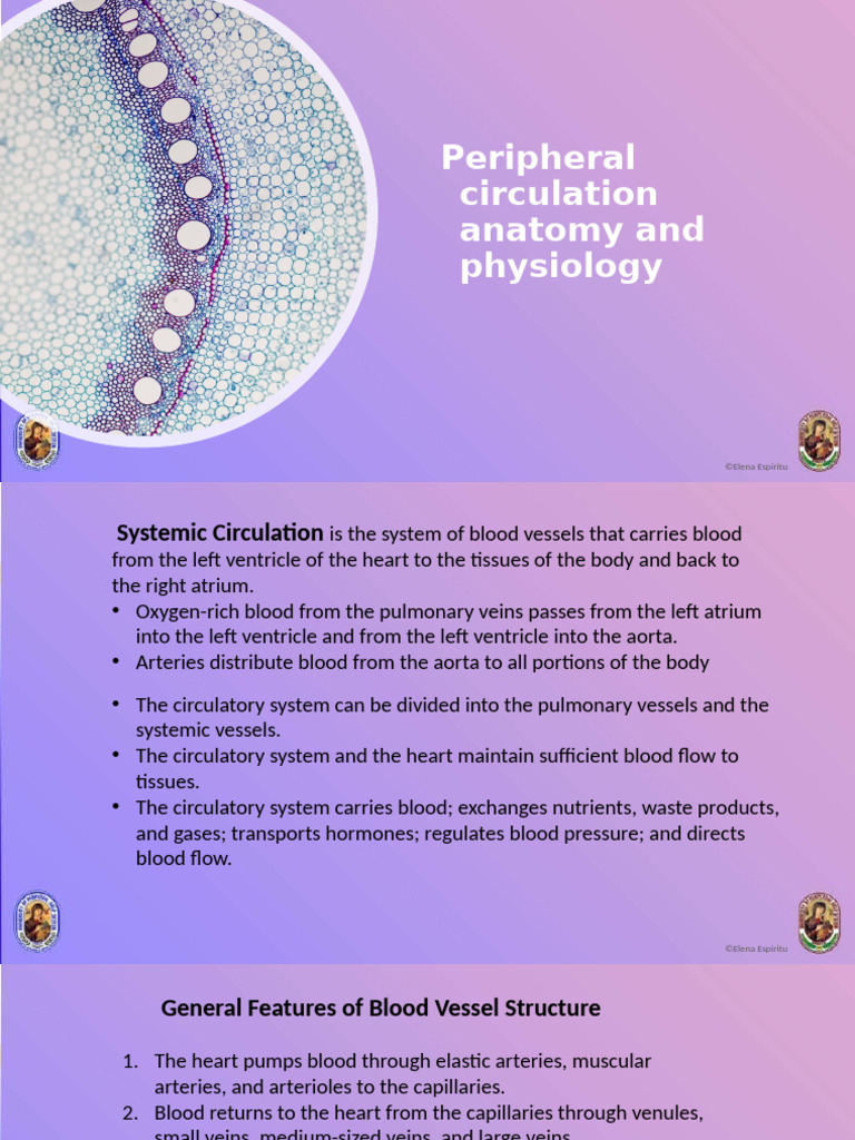 8. Peripheral Circulation 2 | PDF | Circulatory System | Artery