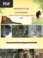Amur Leopard English Presentation | PDF | Endangered Species | Leopard