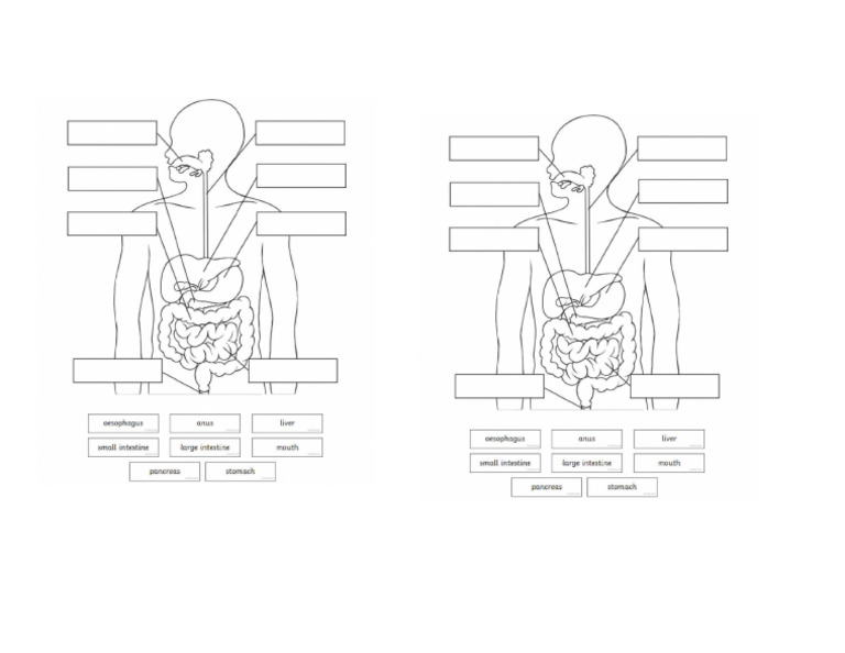 Digestive System Labelling | PDF