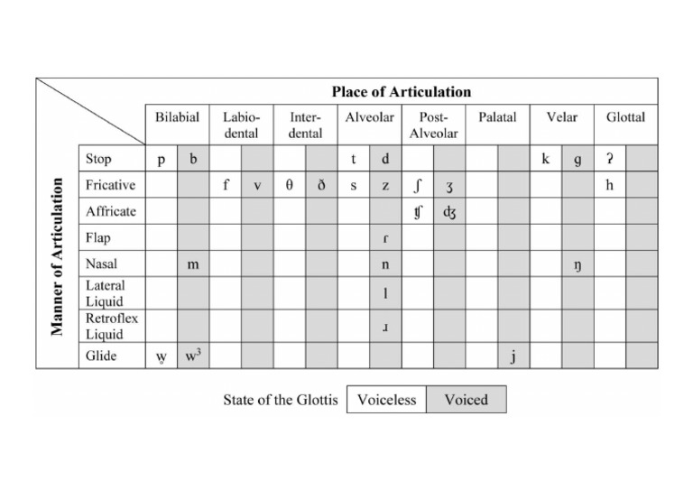Speech Sound Production | PDF