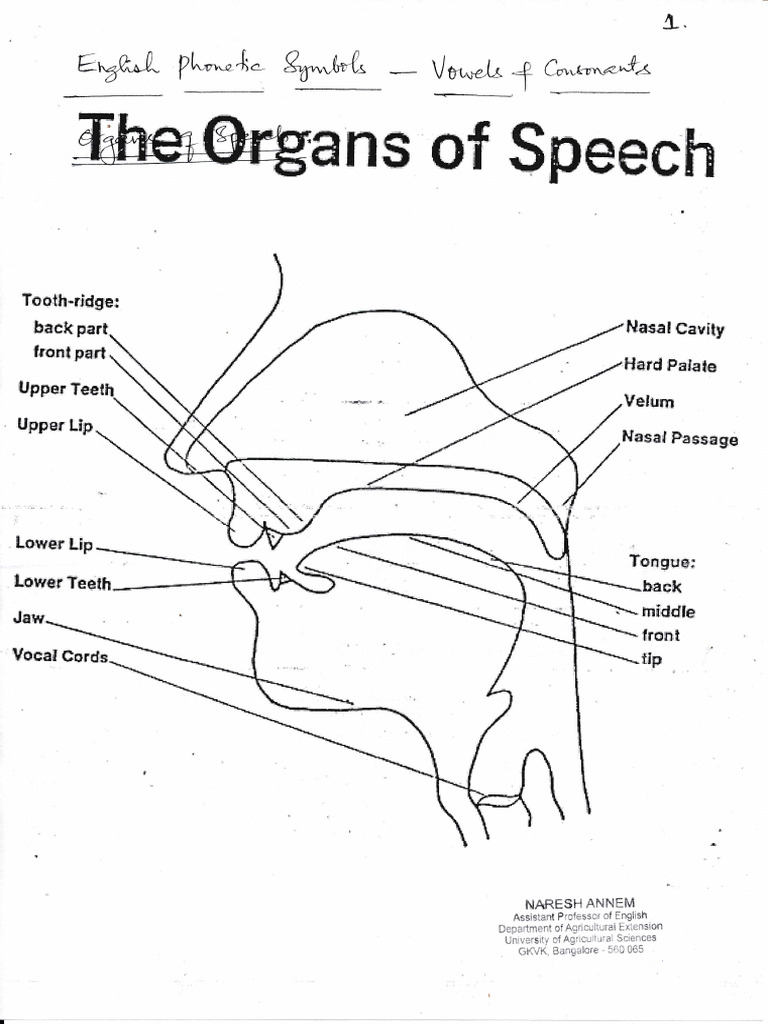 Phonetics & Pronunciation Notes | PDF