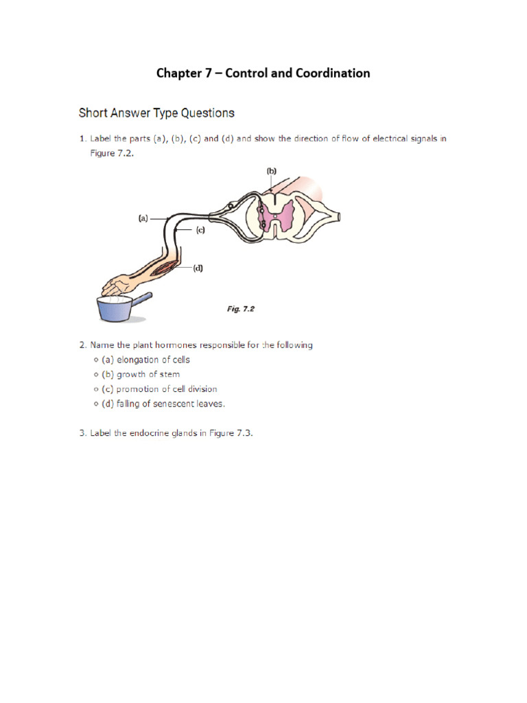 Hots Chapter 7 - Control and Coordination | PDF
