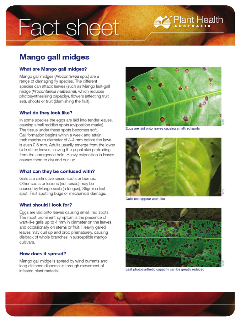 Mango Gall Midge Overview and Management | PDF | Leaf | Fruit