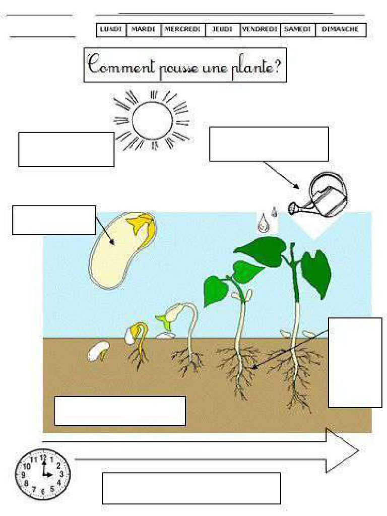 Dossier Sur Les Végétaux - Croissance D'une Plante, Outils Pour Jardiner, Différencier Les ...