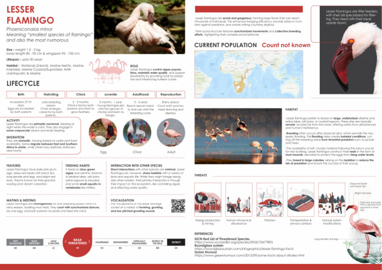 Lesser Flamingo | PDF