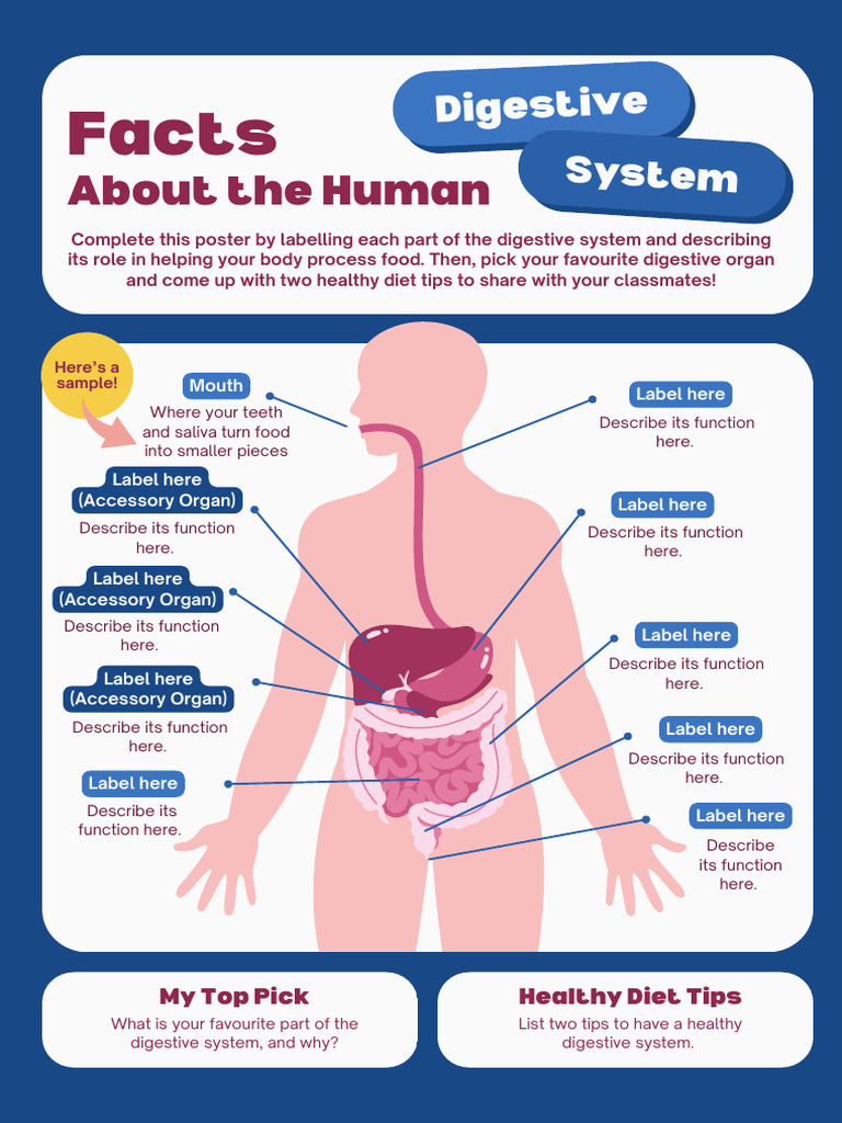 Digestive System Overview and Tips | PDF | Digestion | Human Digestive ...