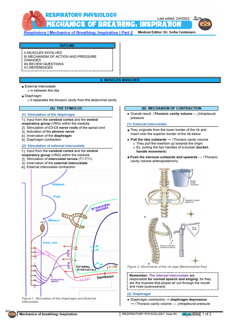 2 Mechanics of Breathing- Inspiration Part 2 (2) atf | PDF | Thorax ...