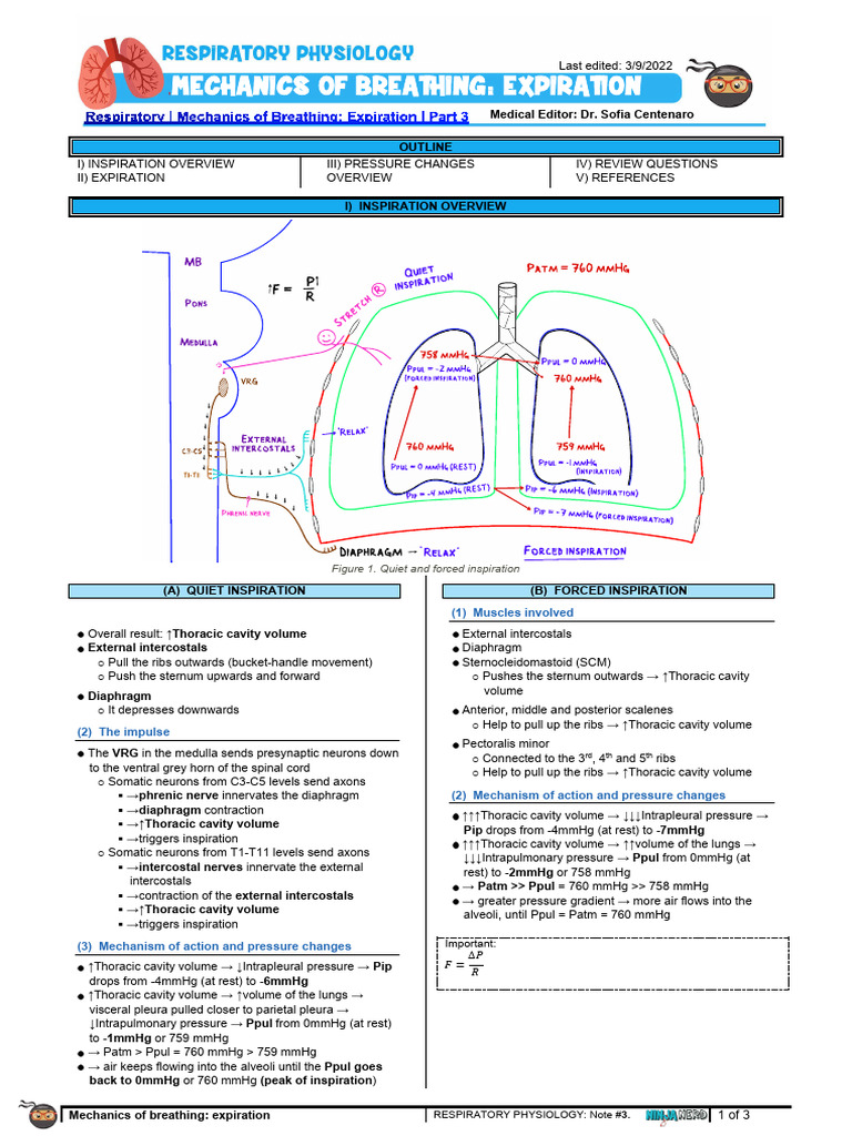 3 Mechanics of Breathing - Expiration Part 3 (2) Atf | PDF | Exhalation | Respiratory System