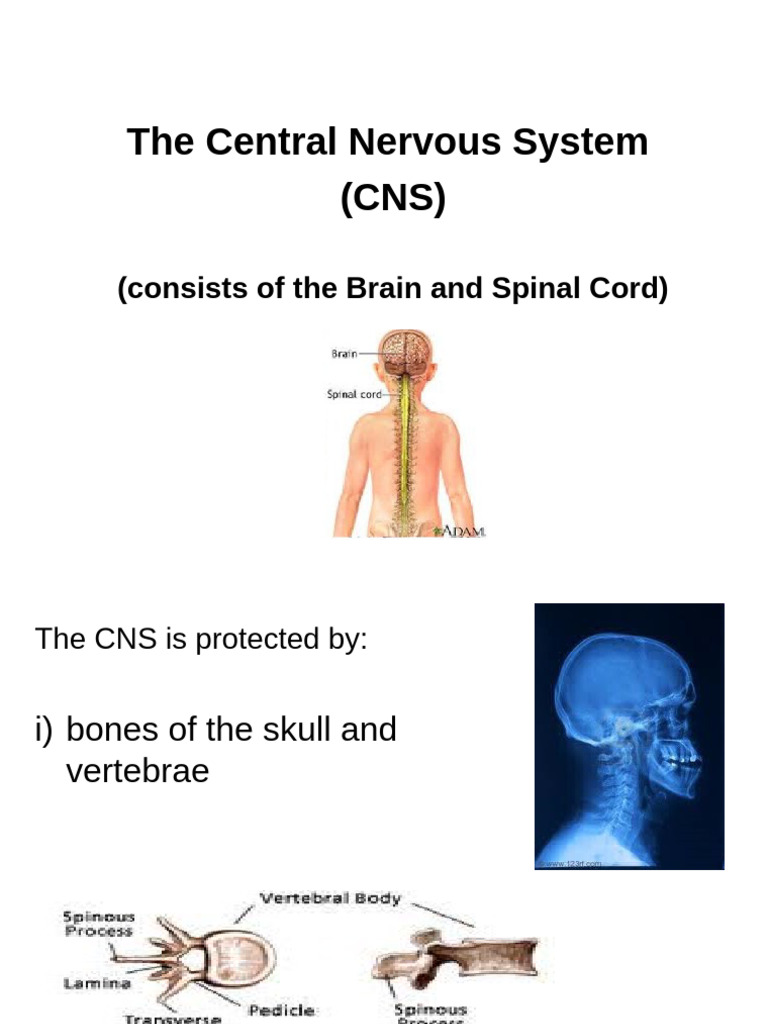 A Level - Brain and Cns | PDF | Cerebrum | Cerebrospinal Fluid