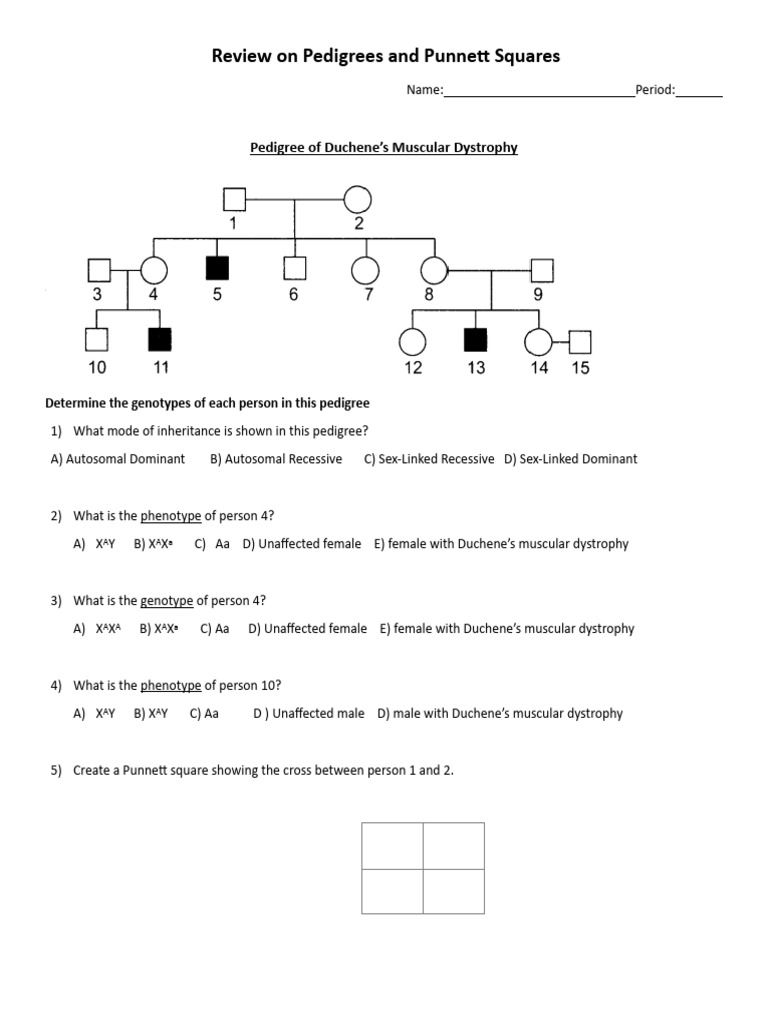 Pedigree and Punnett Review | PDF | Dominance (Genetics) | Allele