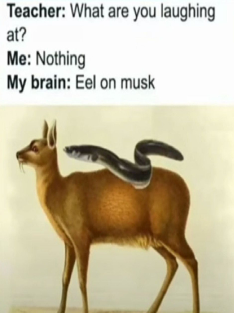 Eel On Musk | PDF