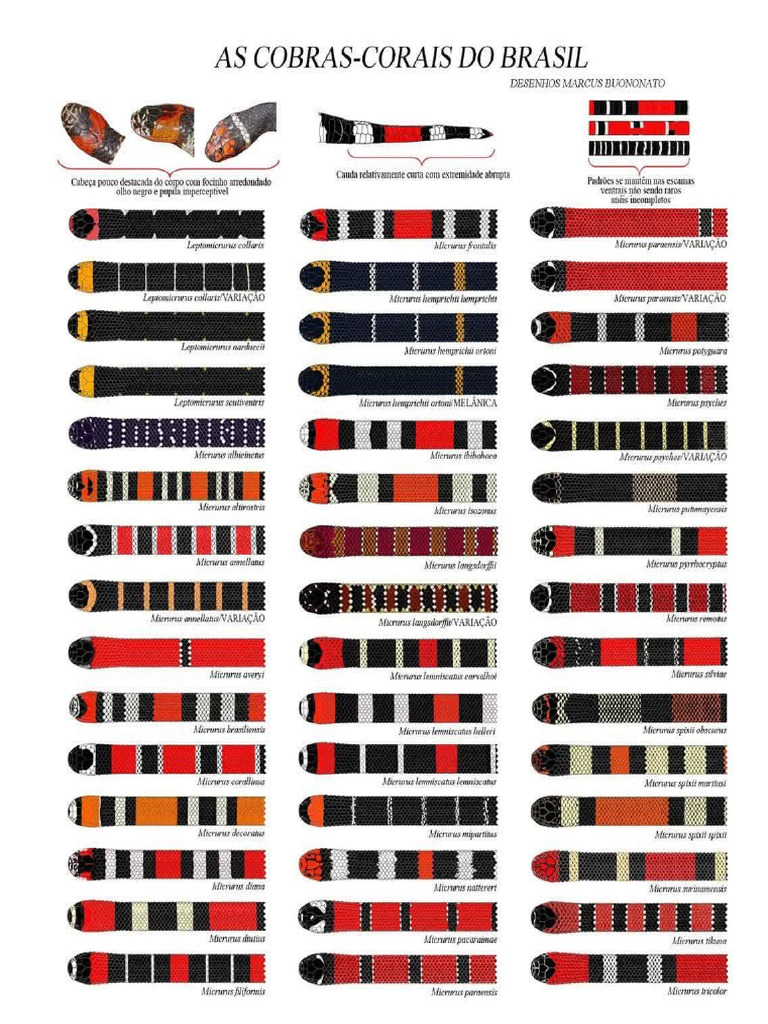 Diferentes Cobrás | PDF