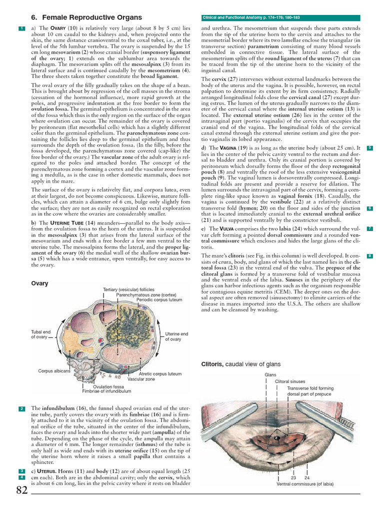 Anatomia Reproductiva Equino Budras | PDF | Uterus | Vagina