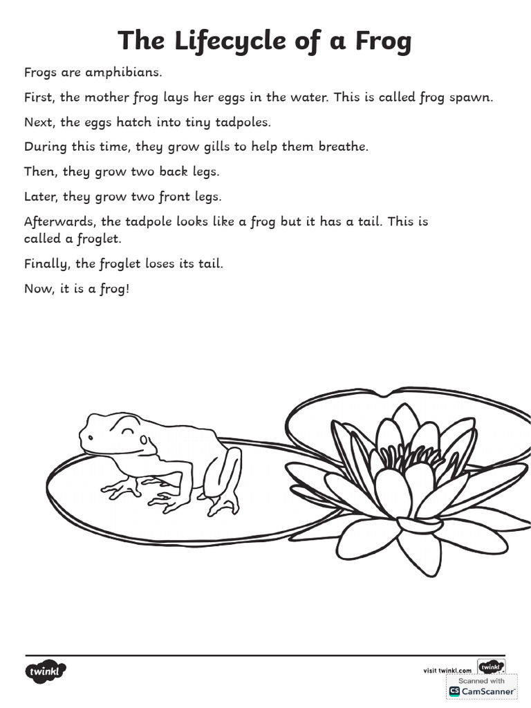 Frog Lifecycle Explained: From Egg to Adult | PDF