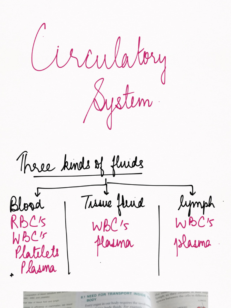Circulatory System 1 | PDF