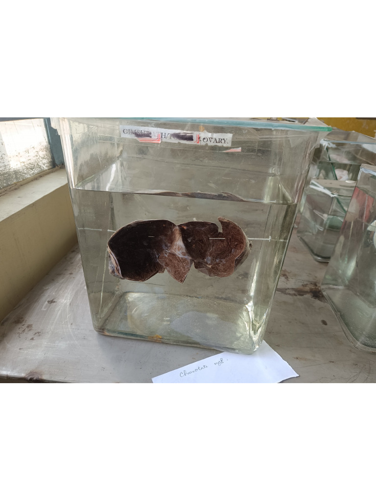 Pathology Specimens (prof) | PDF