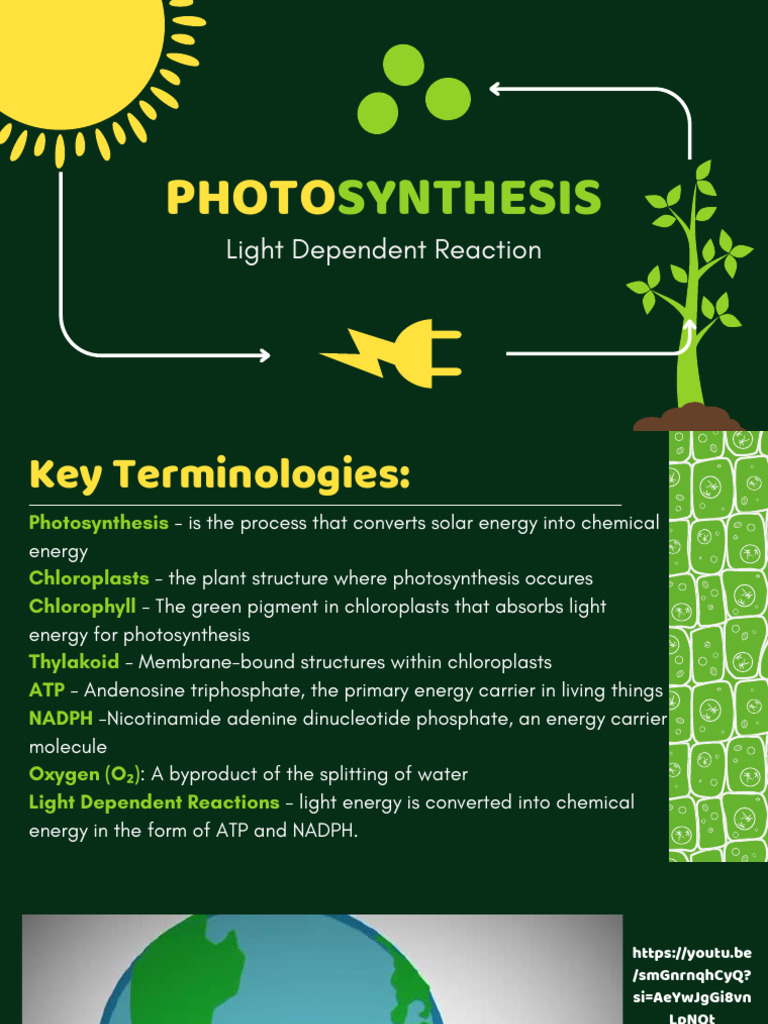 Photosynthesis: Light Reactions Explained | PDF | Photosynthesis ...